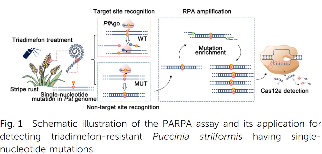 Pyrococcus furiosus Argonaute-Mediated Dual-Recognition Enables the ...